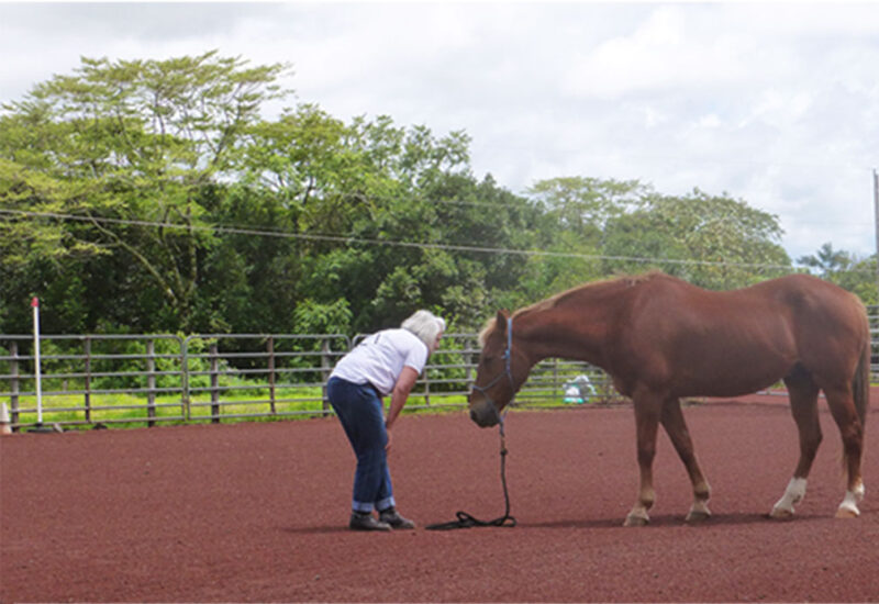 OK Corral | EAGALA Founder Greg Kersten's O.K. Corral Series